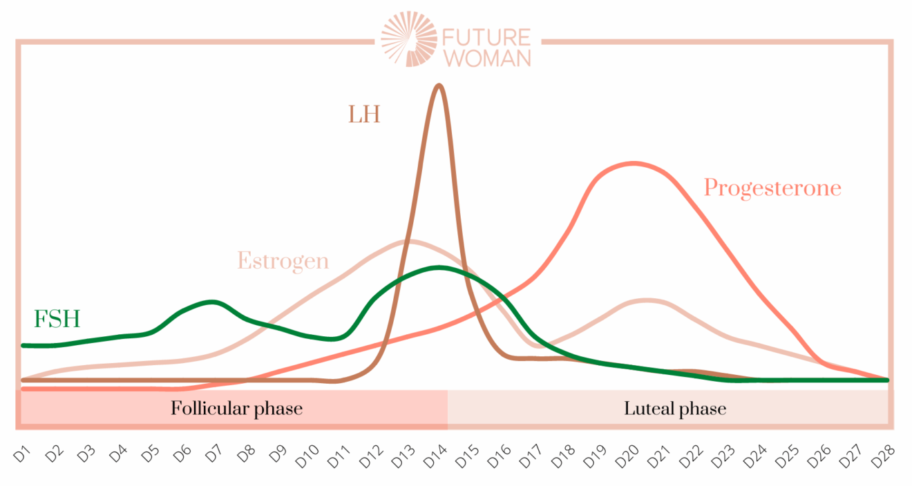 The HPO Axis and your hormones - FUTURE WOMAN